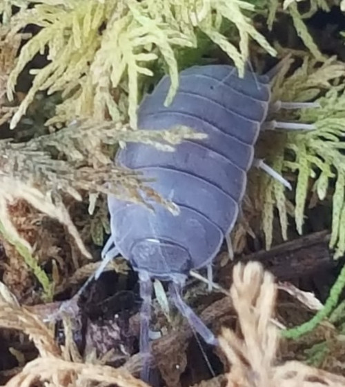 Isopods
