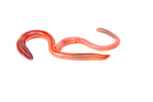 Red Earthworms