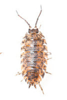 Scaber Calico Isopods - Rainbow Mealworms