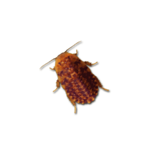 Small Discoid Roaches