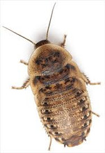 Medium Discoid Roaches