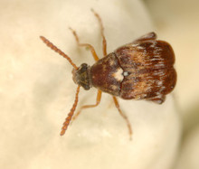 Bean Beetle Cultures