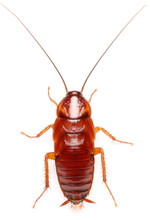 Red Runner Roaches