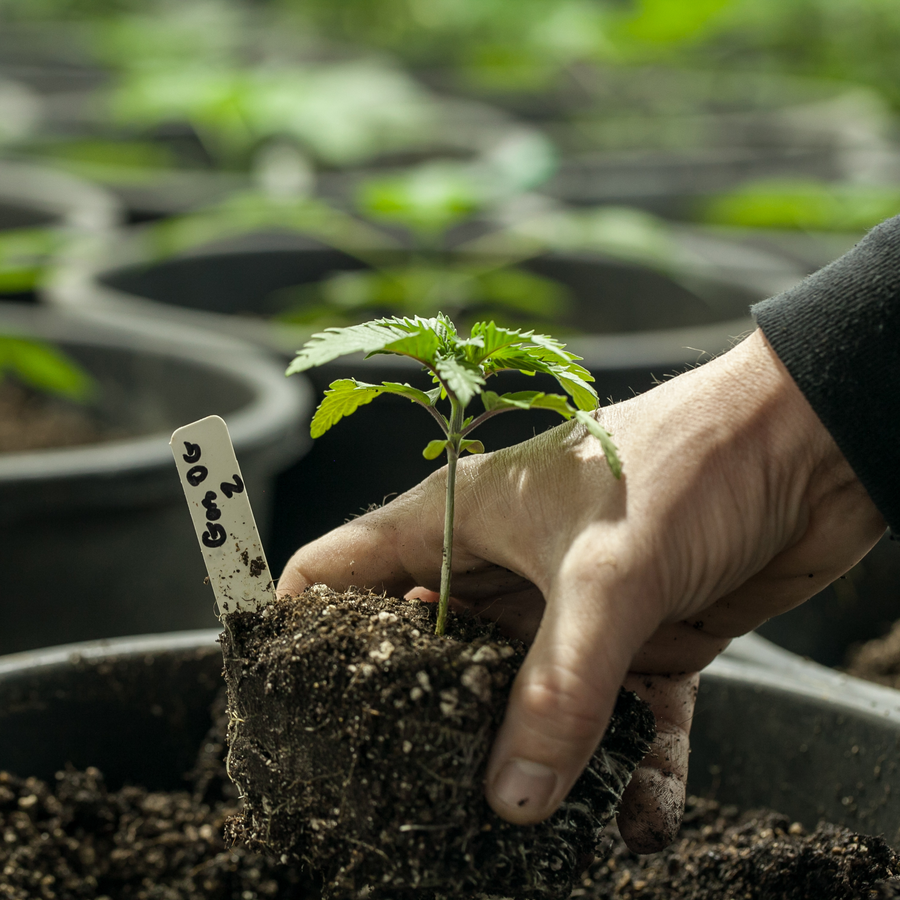 Air Pruning Explained - AC Infinity