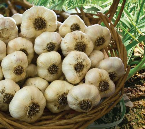Garlic Seed- Non-GMO- 1 Lb - Surry General Store