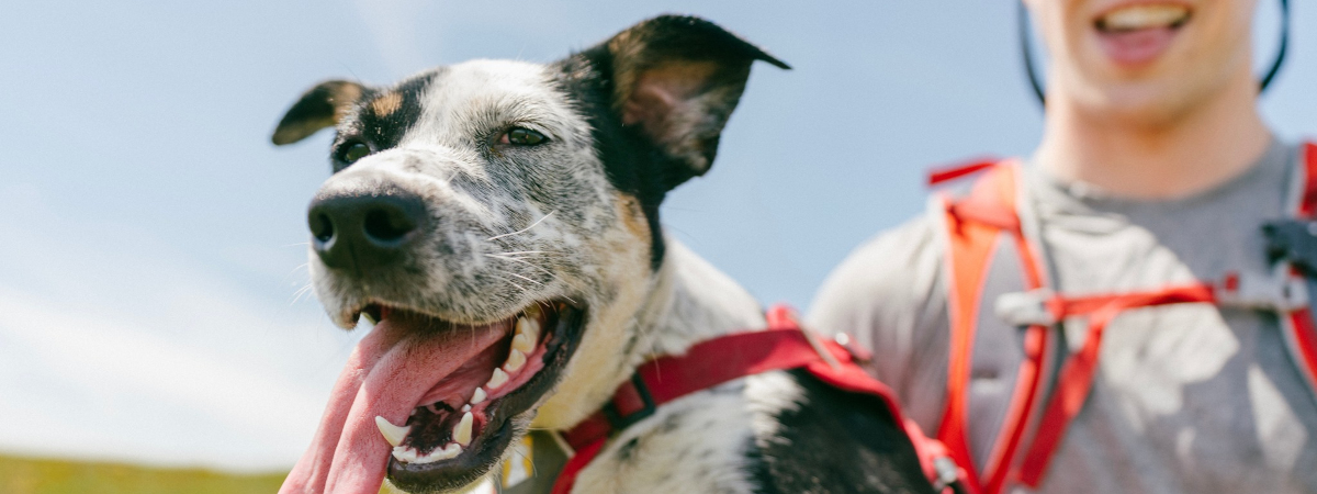 Adventures with Fido: Top Gear for Fun & Function - Island Beach Gear