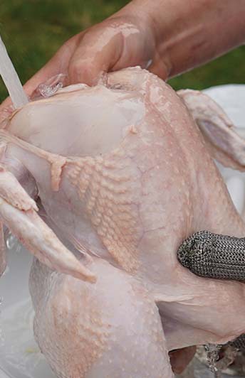 Stromberg's | Poultry Equipment & Live Birds