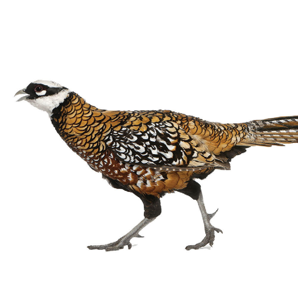 Red Golden Pheasants | Stromberg's