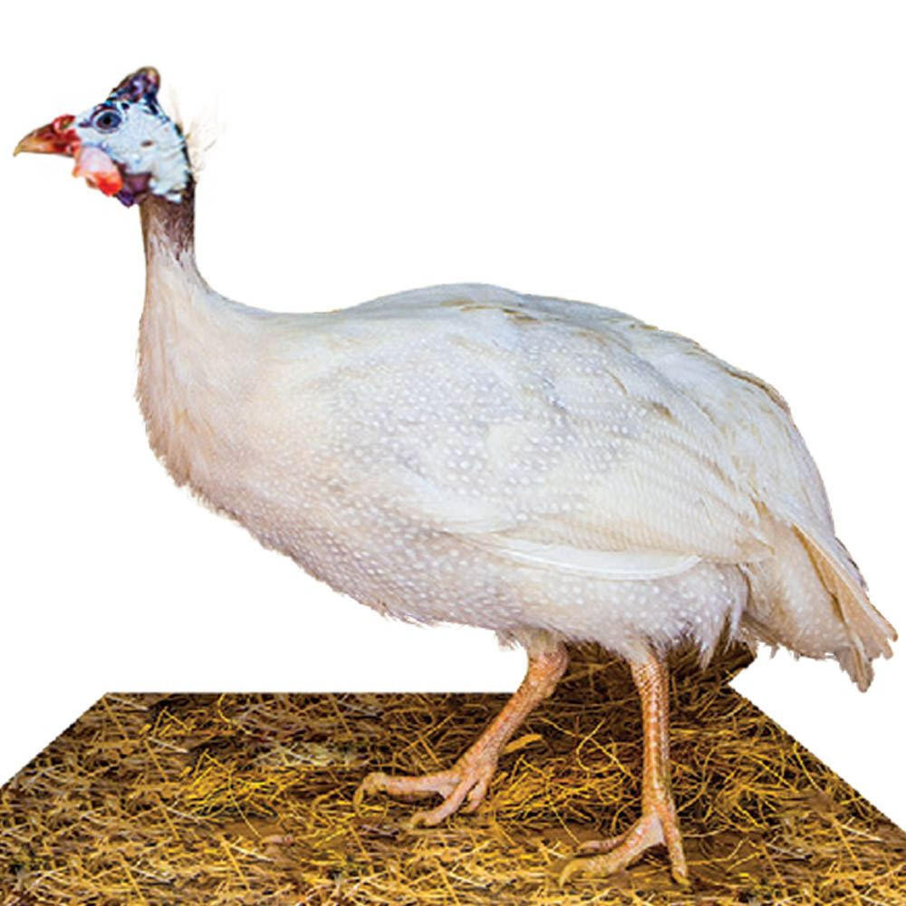 Porcelain Guinea Keets | Strombergs Chicks & Game Birds