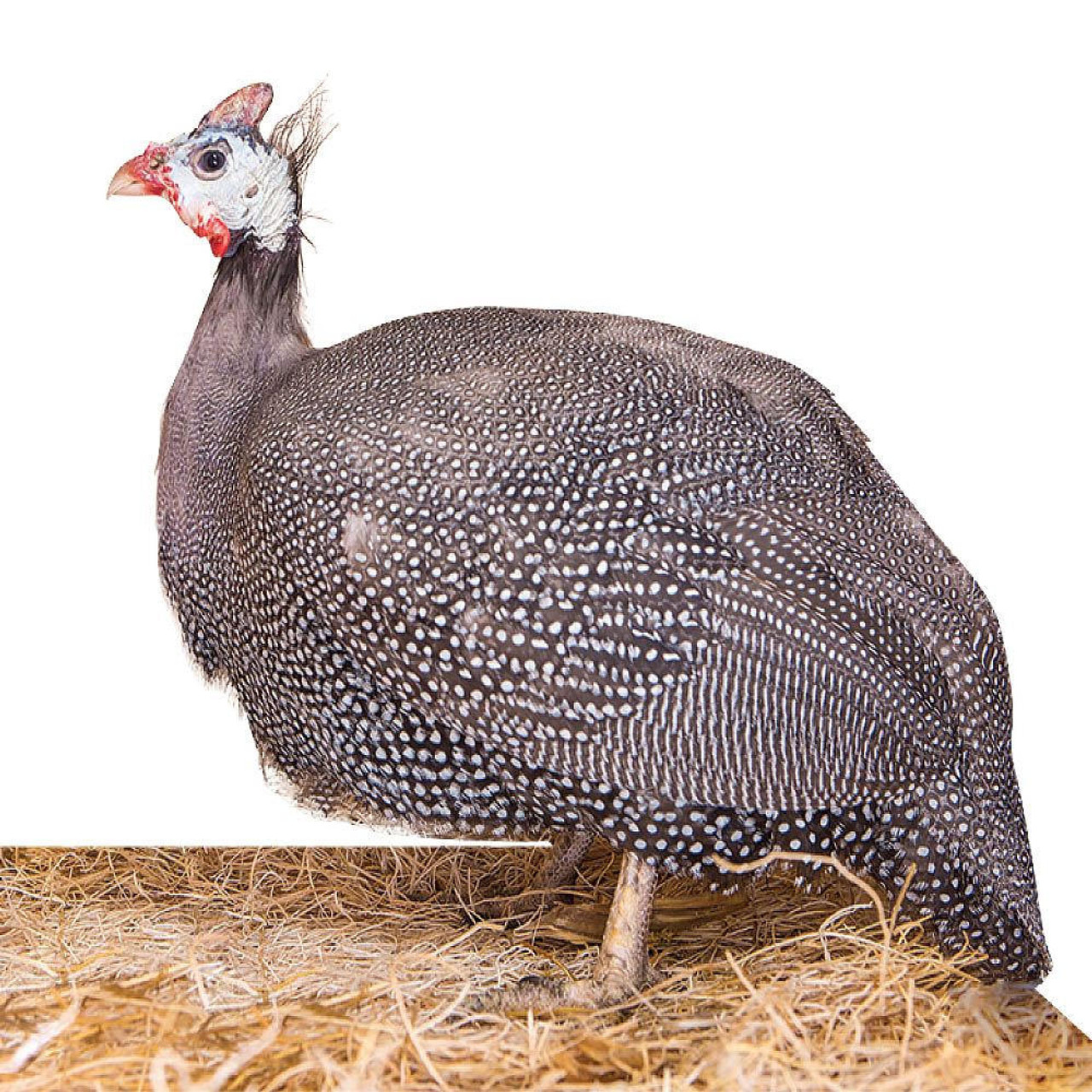 Powder Blue Guinea Keets | Strombergs Chicks & Game Birds