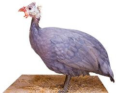 Jumbo Guinea Keets | Strombergs Chicks & Game Birds