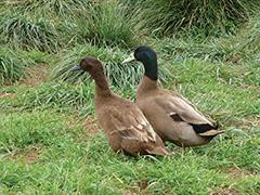 Khaki Campbell Ducklings | Strombergs Chicks & Game Birds