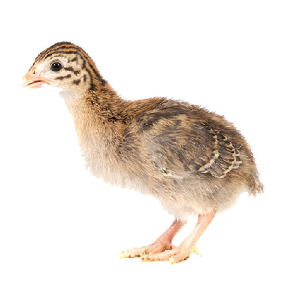 4 Peachicks & 15 Keets - Assorted | Strombergs Chicks & Game Birds