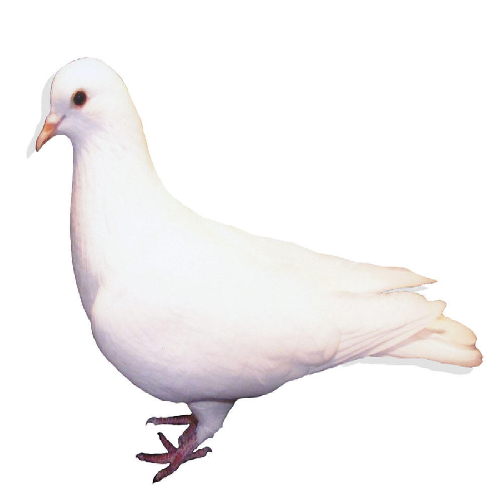 Giant White Hubble Utility Pigeons | Strombergs Chicks & Game Birds