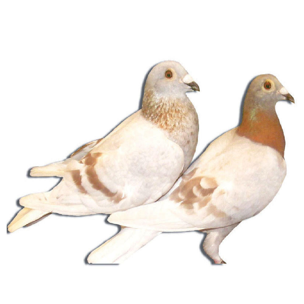 Blue Bar Saddle Janssen Racing Homer Pigeons | Stromberg's Chickens