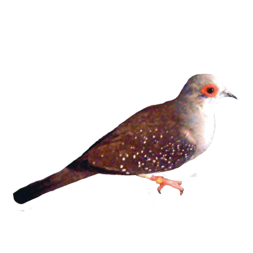 Cape (Masked) Doves | Strombergs Chicks & Game Birds