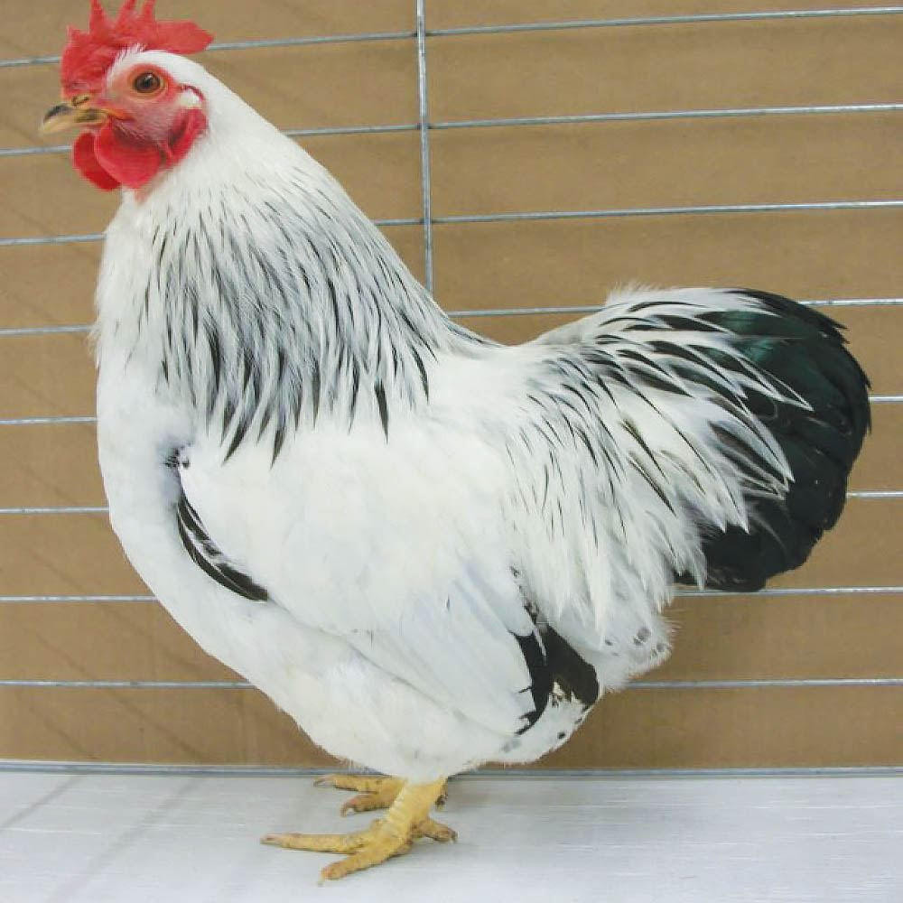 Columbian Rock Bantam Chicks, Not Sexed | Strombergs Chicks & Game Birds