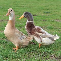 Saxony Ducklings | Strombergs Chicks & Game Birds