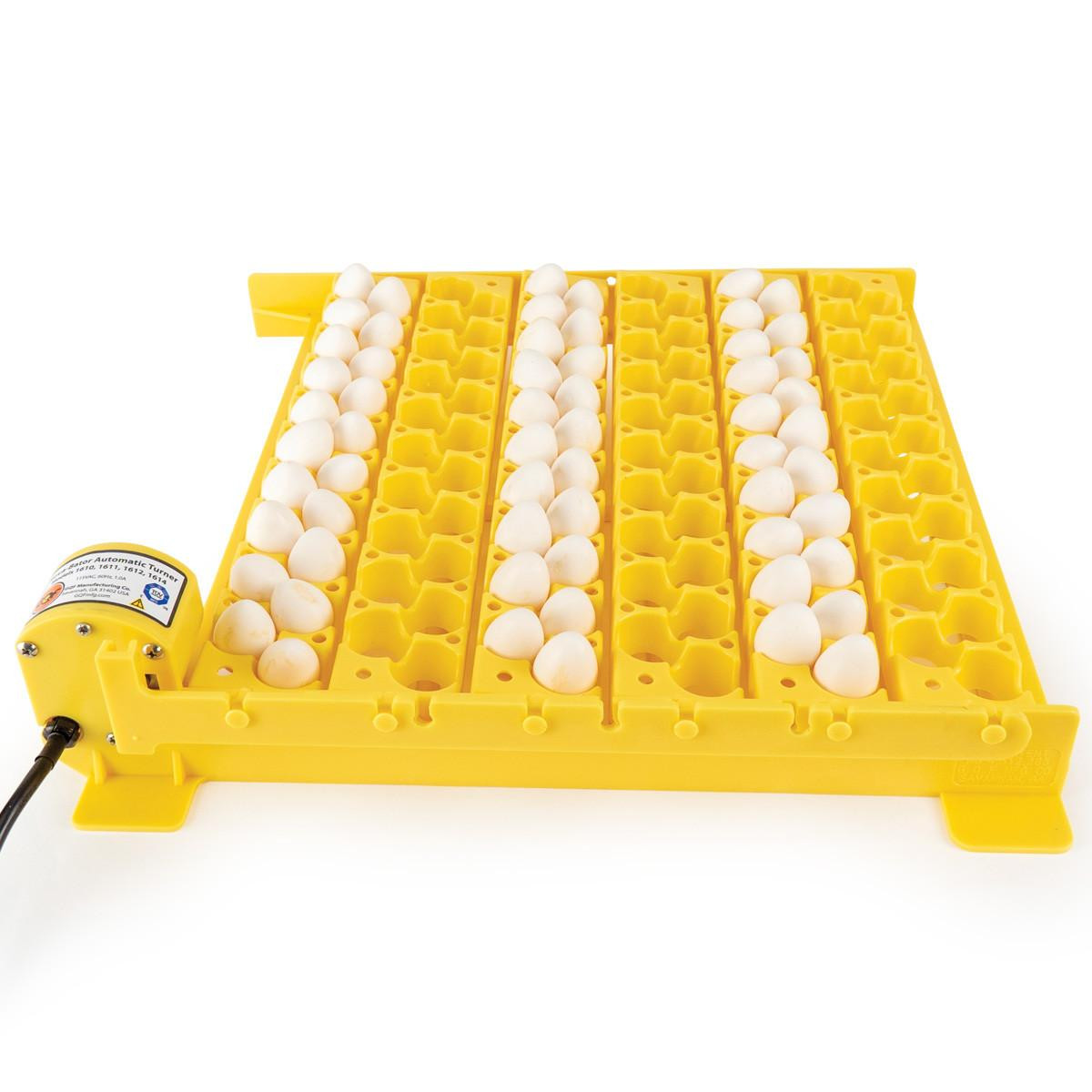 Hova-Bator Automatic Egg Turner with Quail and Universal "Chicken Egg ...