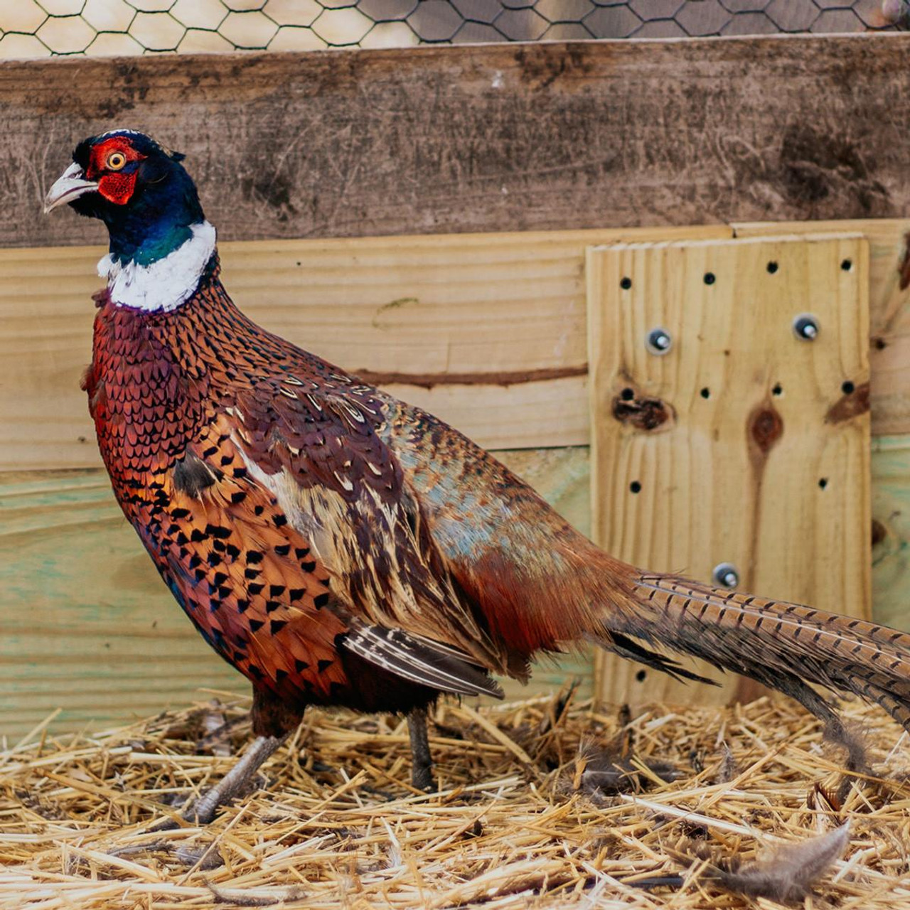 ringneck pheasant chicks