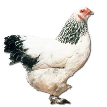 Light Brahma Chicks | Strombergs Chicks & Game Birds