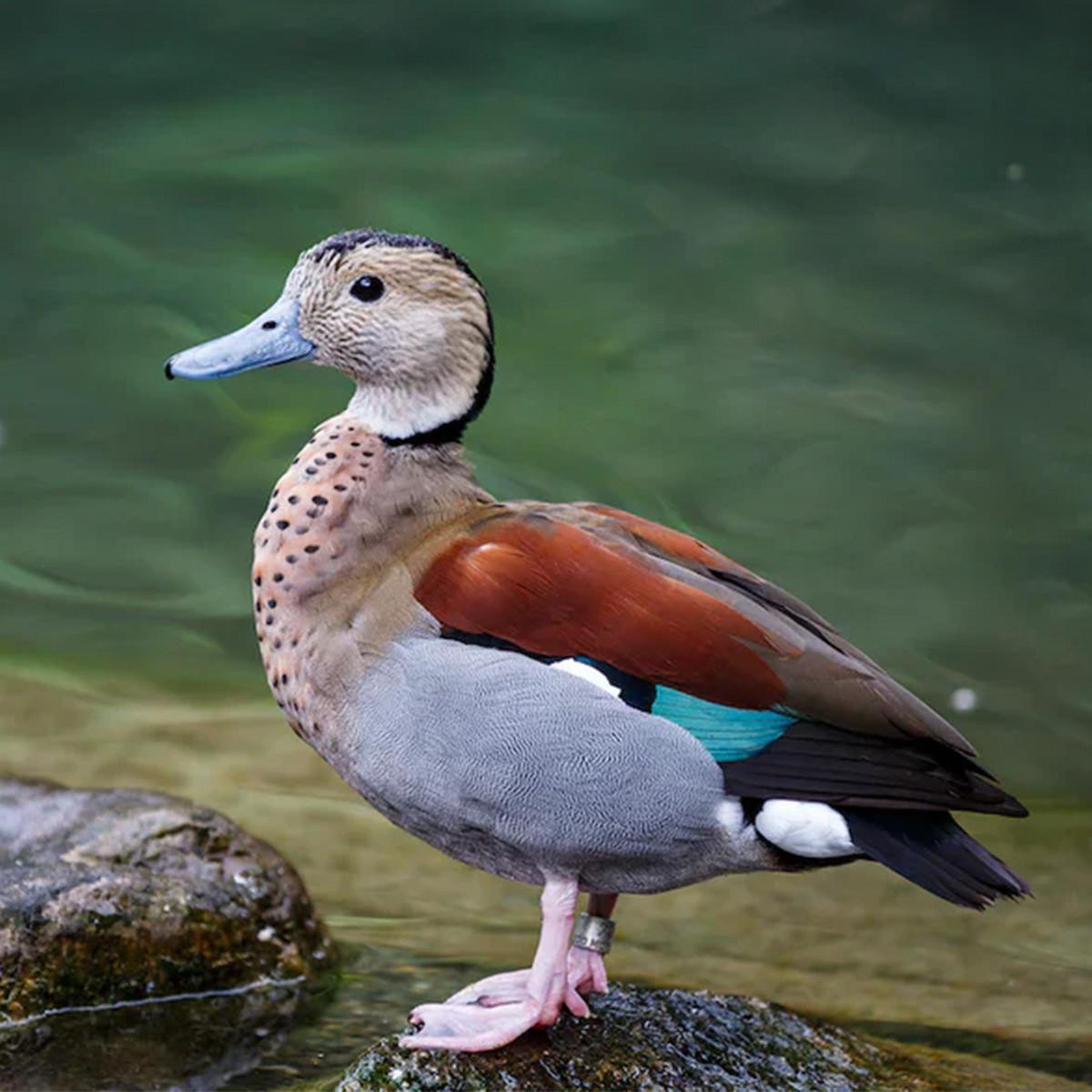 ringed teal