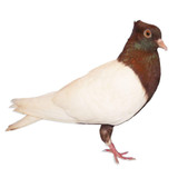 White King Utility Pigeons | Strombergs Chicks & Game Birds