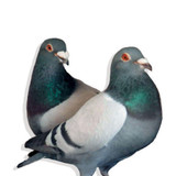 Black Eagle Racing Homer Pigeons | Stromberg's Chickens