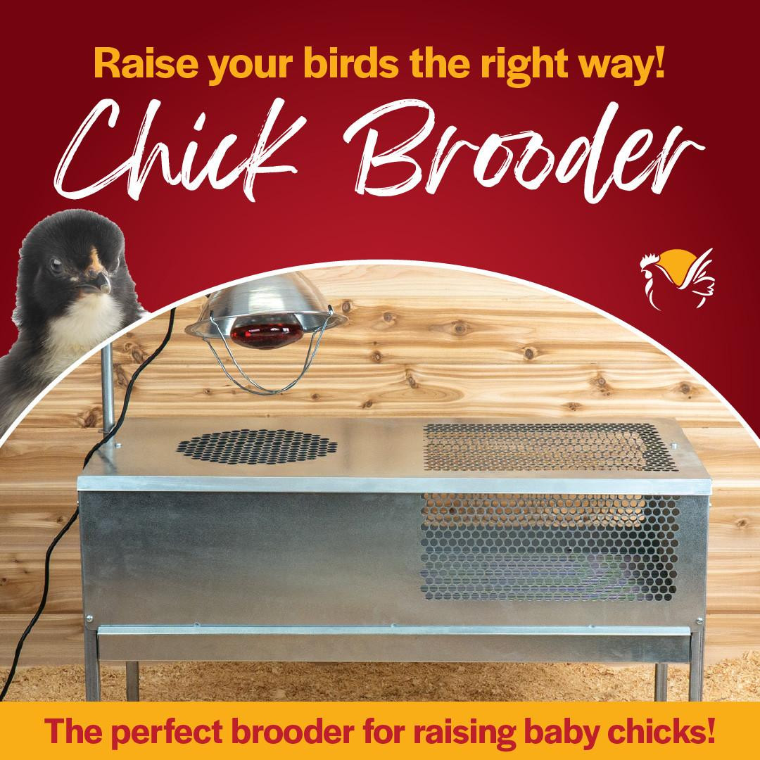 Stand Up Chick Brooder | Mann Lake Bee & Ag Supply