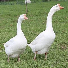 Brown Chinese Goslings | Strombergs Chicks & Game Birds