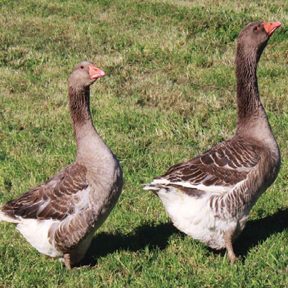 Toulouse Goslings | Strombergs Chicks & Game Birds