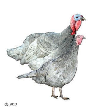 Bourbon Red Turkeys, Not Sexed | Strombergs Chicks & Game Birds