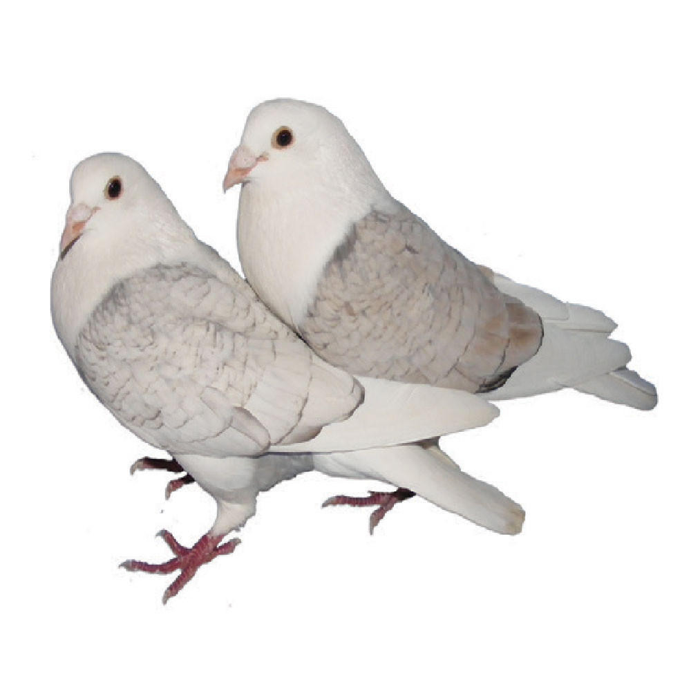 Opal White Bar Saddle Racing Homer Pigeons