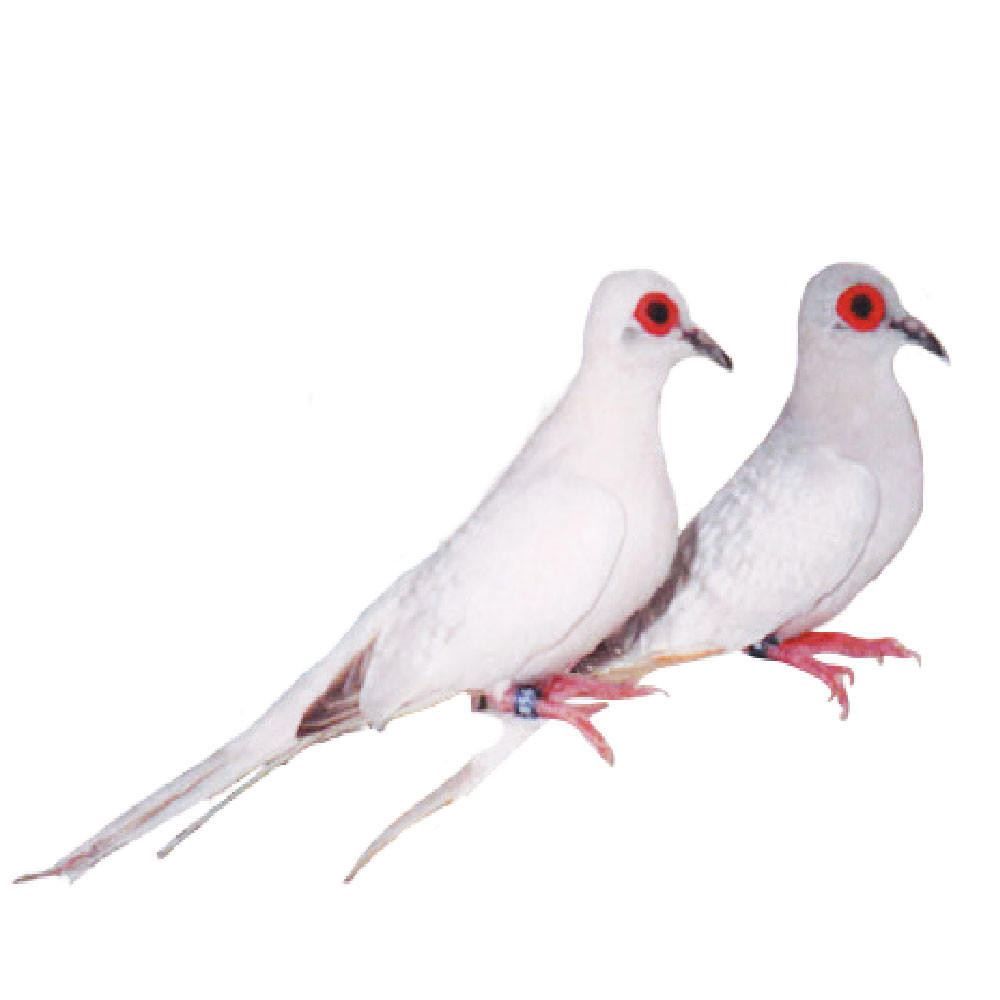 Blue White Tail Diamond Doves | Stromberg's Chickens