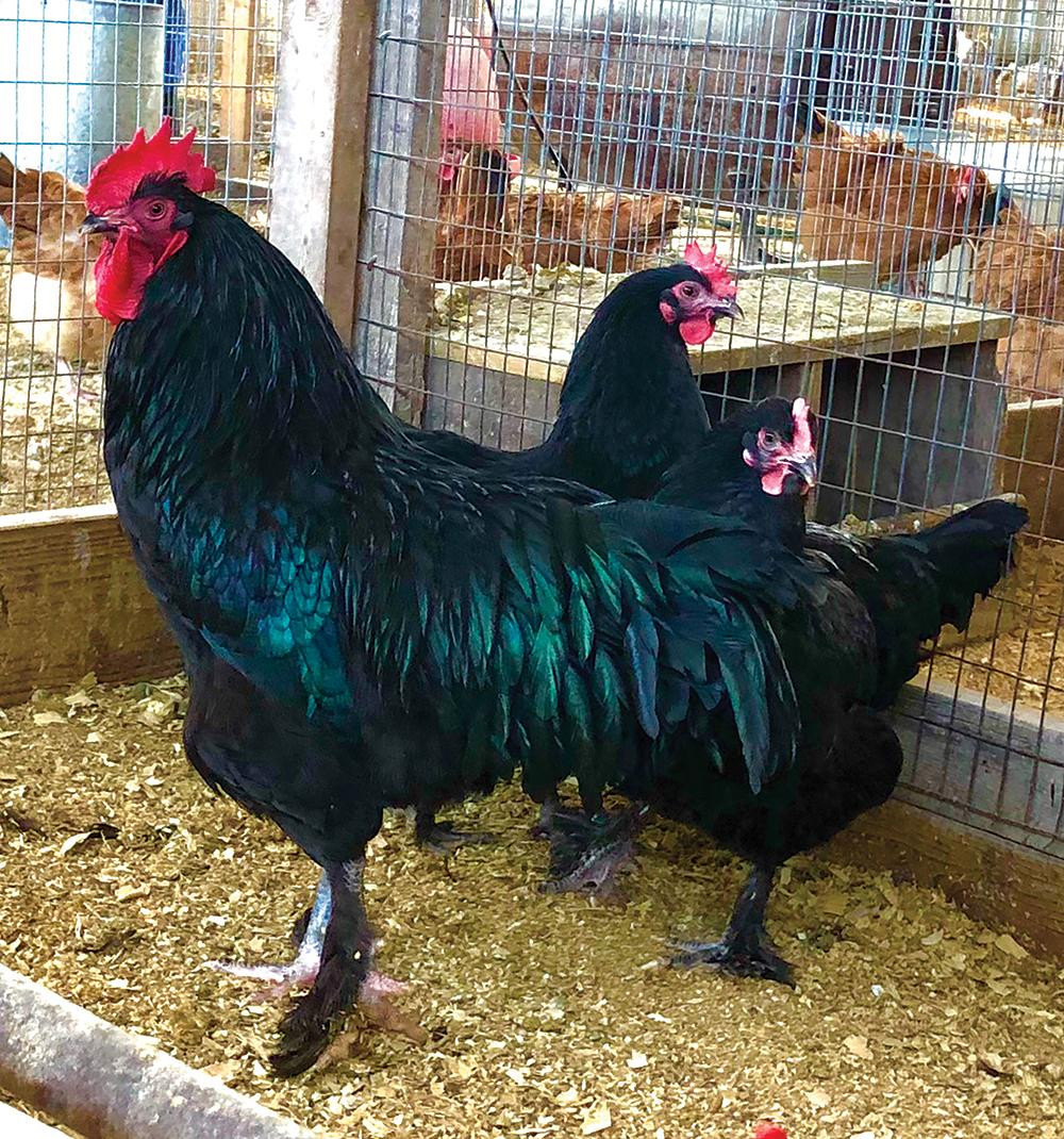 French Black Copper Maran Chicks | Stromberg's