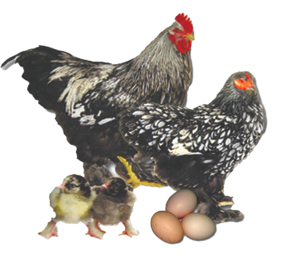 Silver Laced Standard Cochin Chicks, Not Sexed | Strombergs