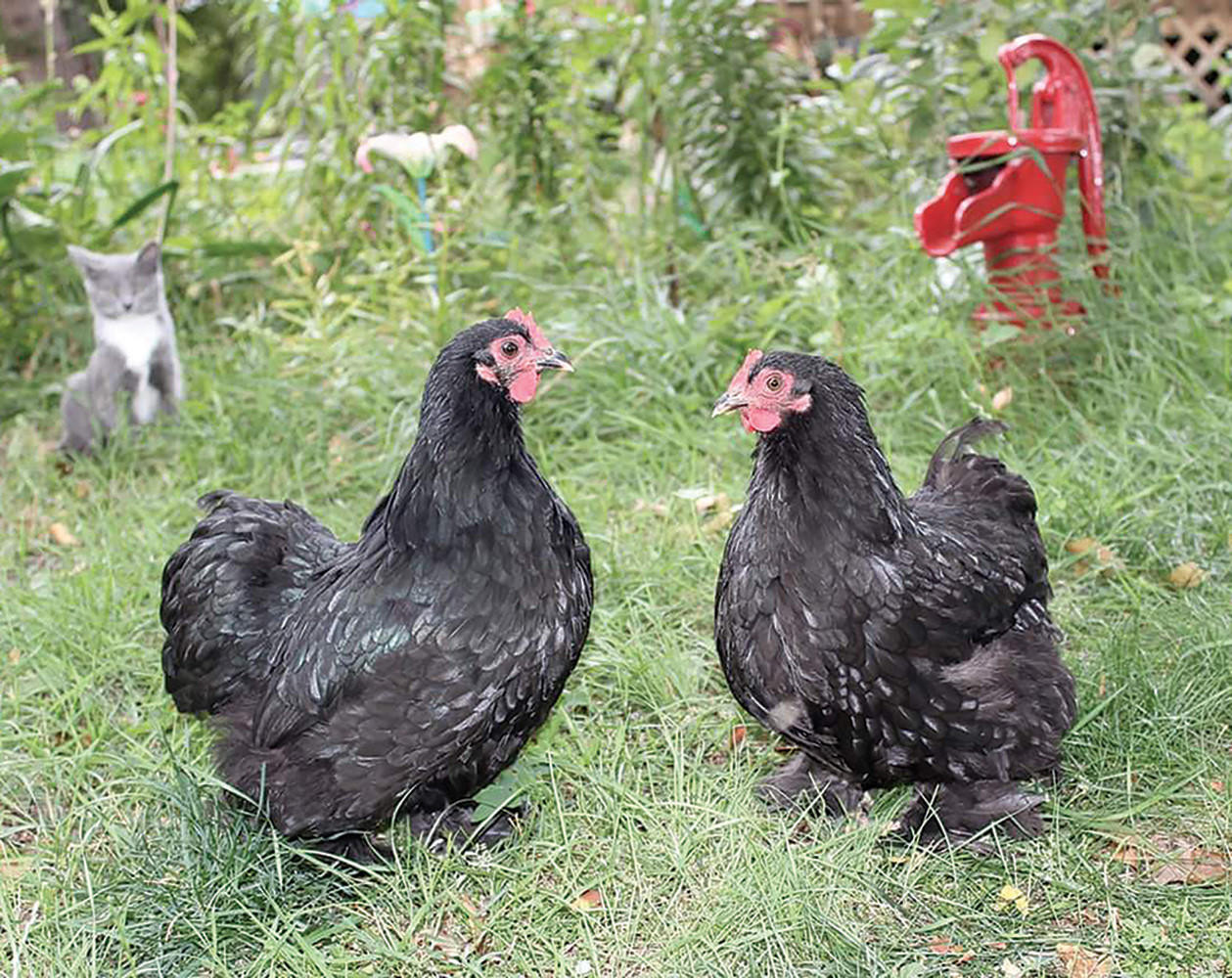 Splash Cochin Bantam Chicks, Not Sexed | Strombergs Chicks & Game Birds