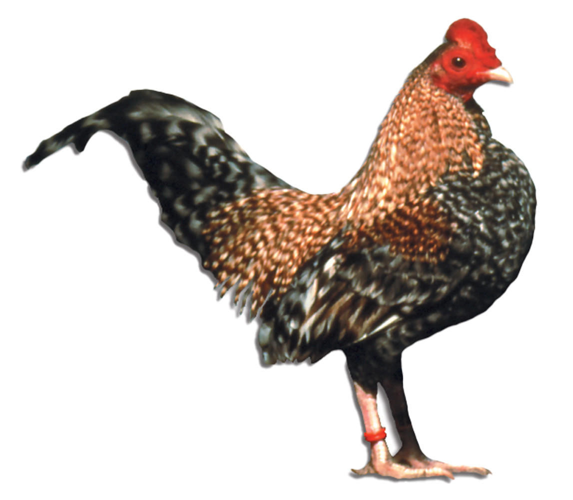 Blue Old English Bantam Chicks, Not Sexed | Strombergs Chicks & Game Birds