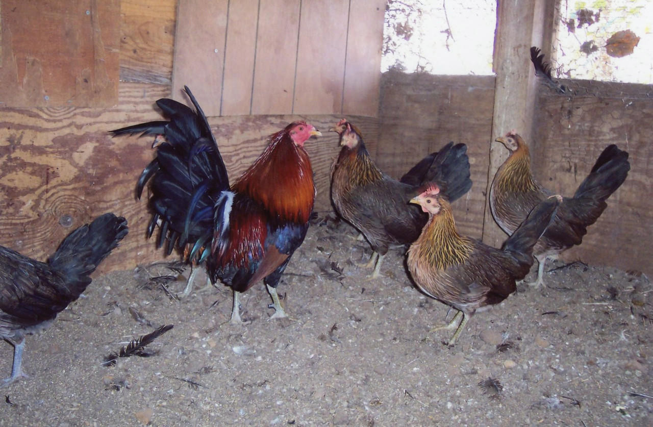 Black Breasted Red Jungle Fowl Standard Old English Chicks, Not Sexed ...