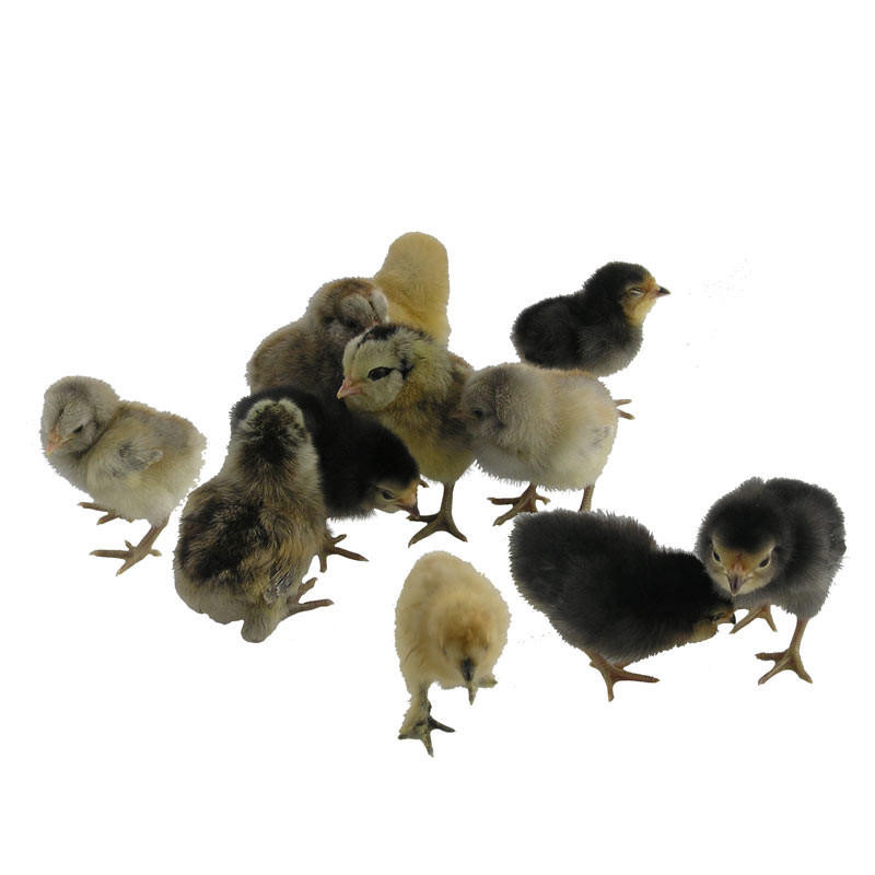 Assorted Silkies Bantam Hatching Eggs | Stromberg's Chickens