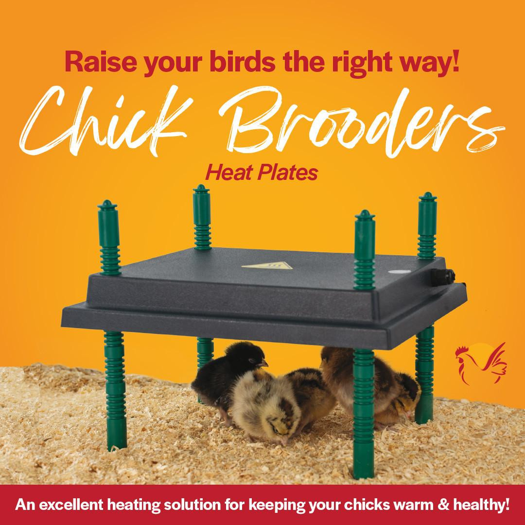 Chick Brooder Heating Plate - Sizes Available | Stromberg's