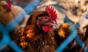 An Overview of Marek’s Disease in Chickens - Strombergs