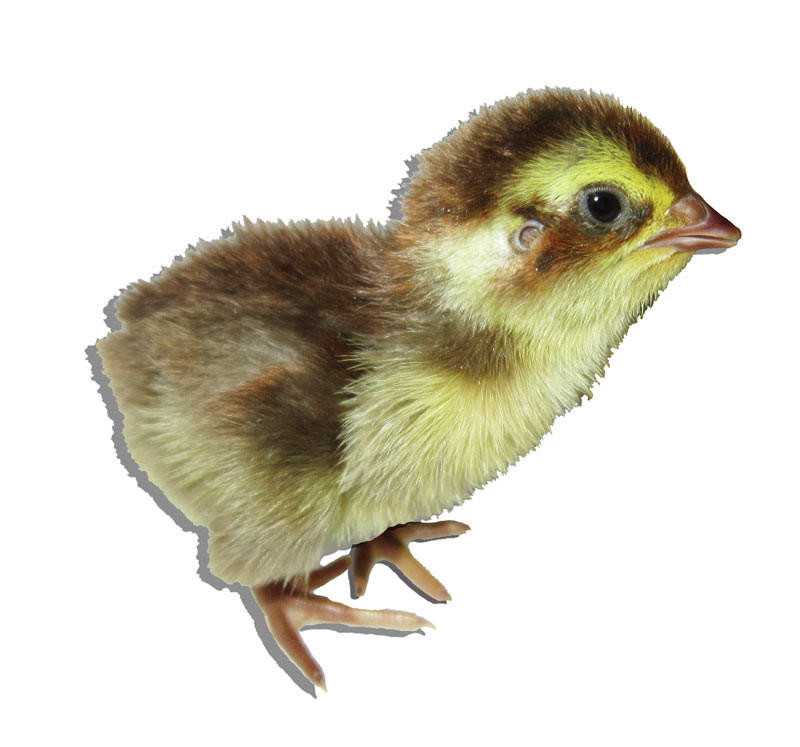 Chinese Button Quail Hatching Eggs Assortment