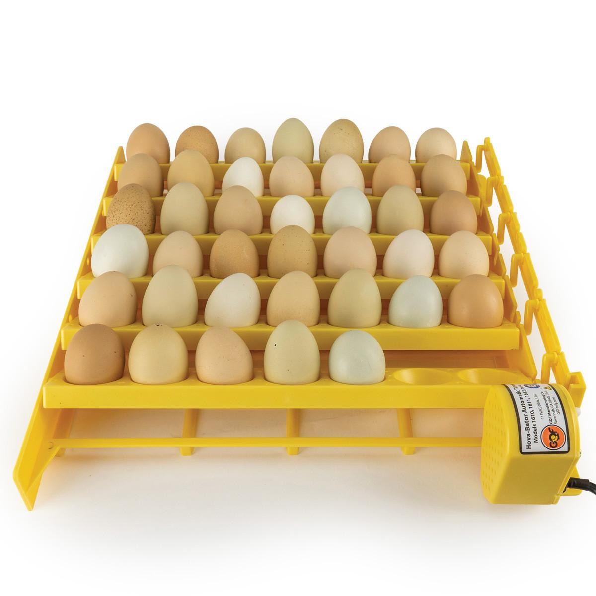 GQF Brooder Box (Universal) | Stromberg's Chickens