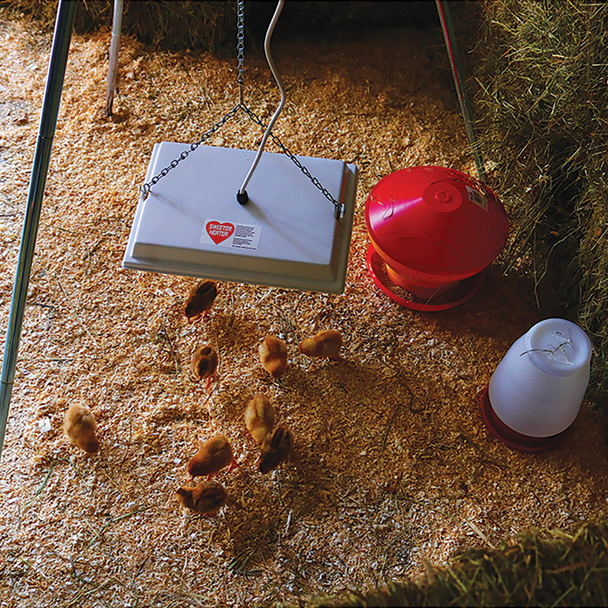 Brooder Heater - 250 watt, 115 volt | Stromberg's