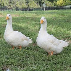 Grimaud Hybrid Pekin Ducklings | Strombergs Chicks & Game Birds