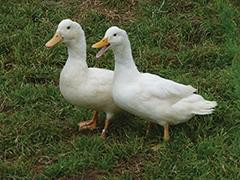 Duclair Ducklings | Strombergs Chicks & Game Birds