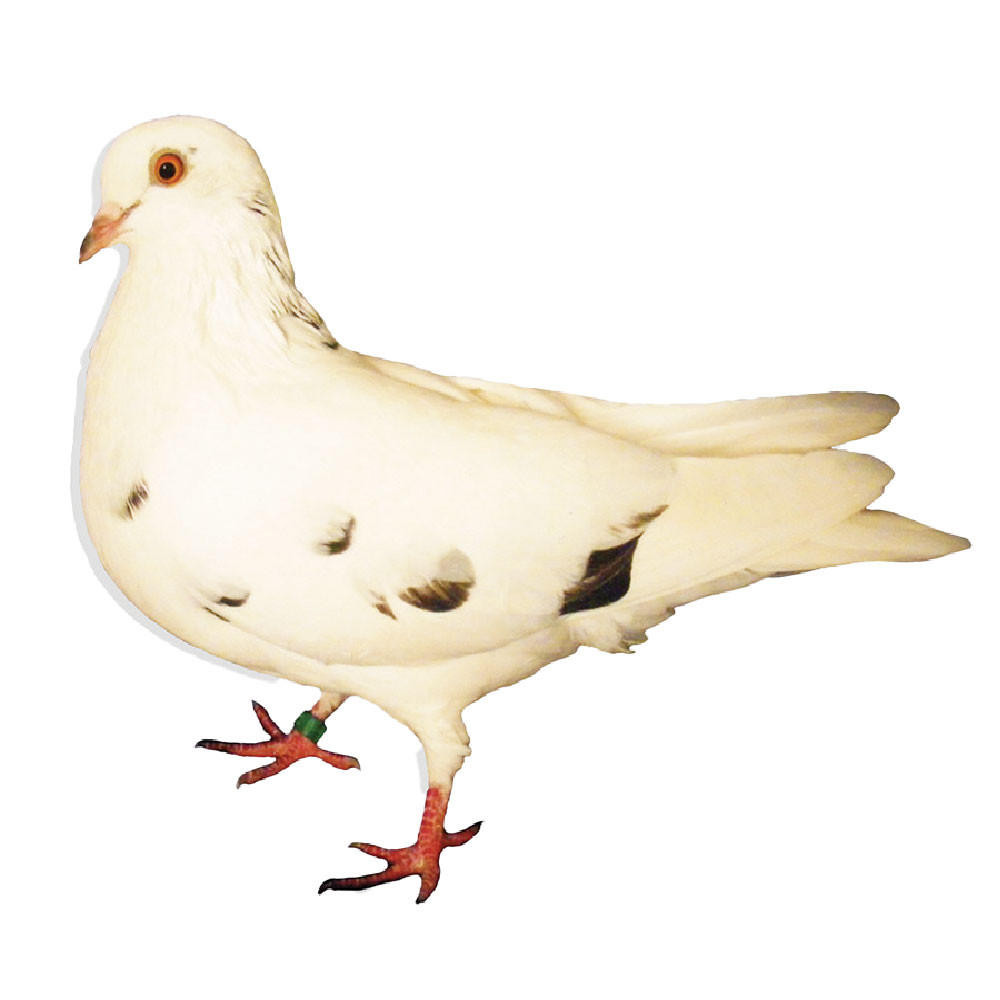 Grand Champion Flying Roller Pigeons | Strombergs Chicks & Game Birds