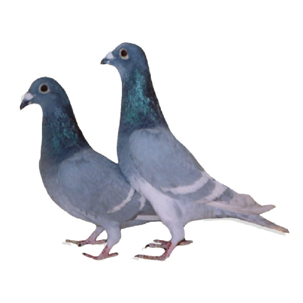 Opal White Bar Saddle Racing Homer Pigeons