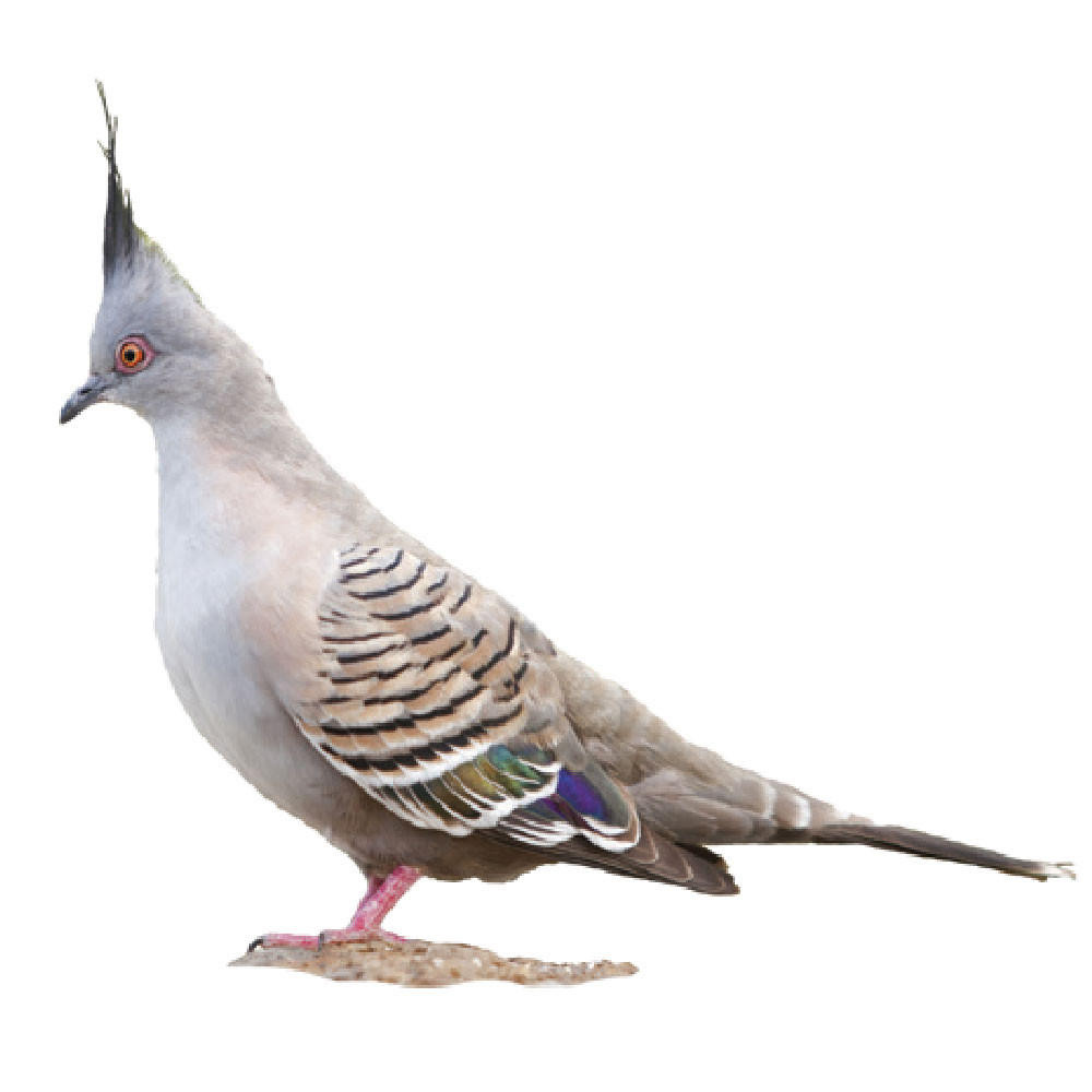 Australian Crested Doves | Strombergs Chicks & Game Birds